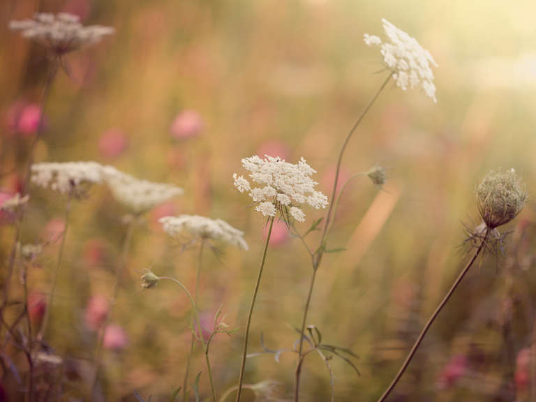 10 TIPS FOR FANTASTIC FLOWER PHOTOGRAPHY | OM SYSTEM