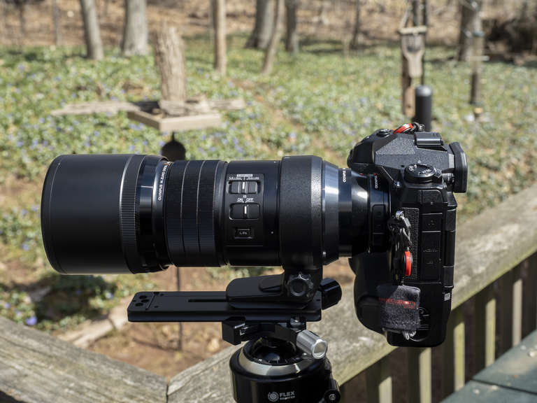 Bird Photography from Your Backyard | OM SYSTEM