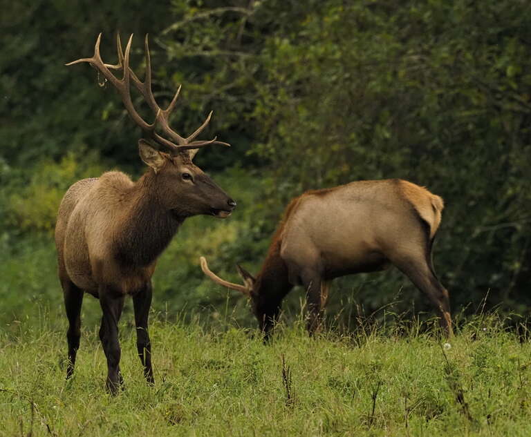 Capturing Elk Photography | OM SYSTEM