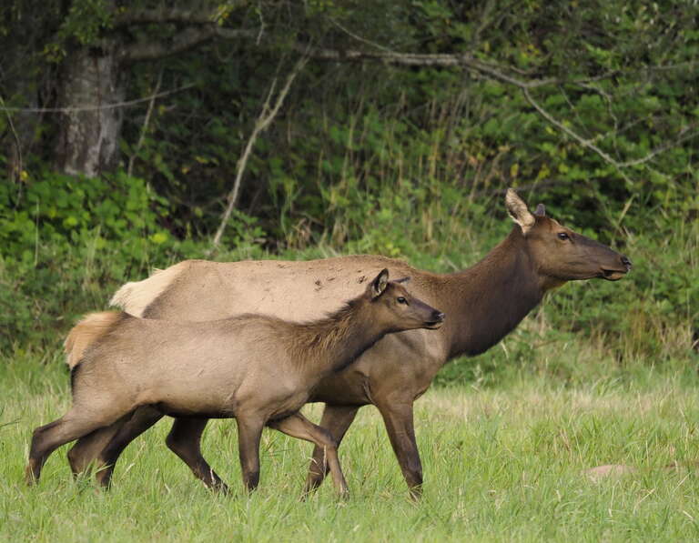 Capturing Elk Photography | OM SYSTEM