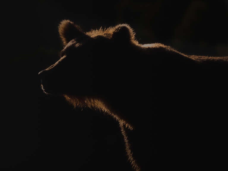 Capturing Bears: Behind the Lens | OM SYSTEM