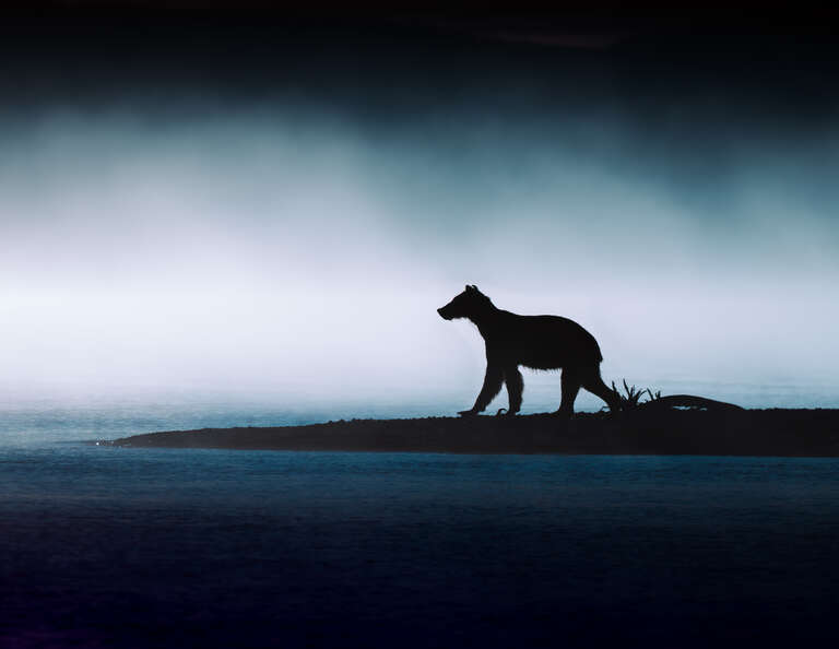 Capturing Bears: Behind the Lens | OM SYSTEM