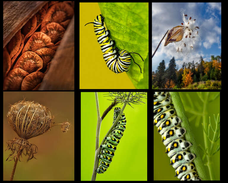 11 Tips for Photographing Butterflies | OM SYSTEM