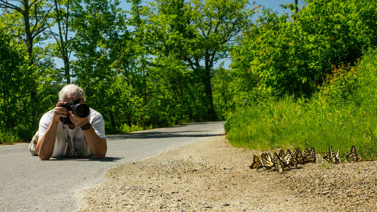 11 Tips for Photographing Butterflies | OM SYSTEM