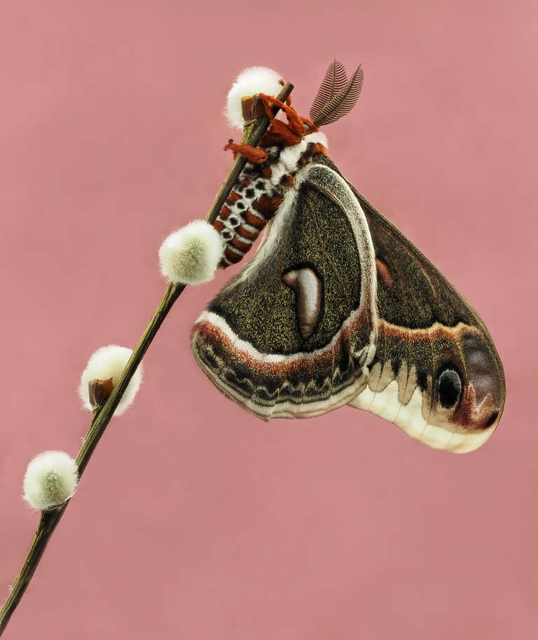 11 Tips for Photographing Butterflies | OM SYSTEM