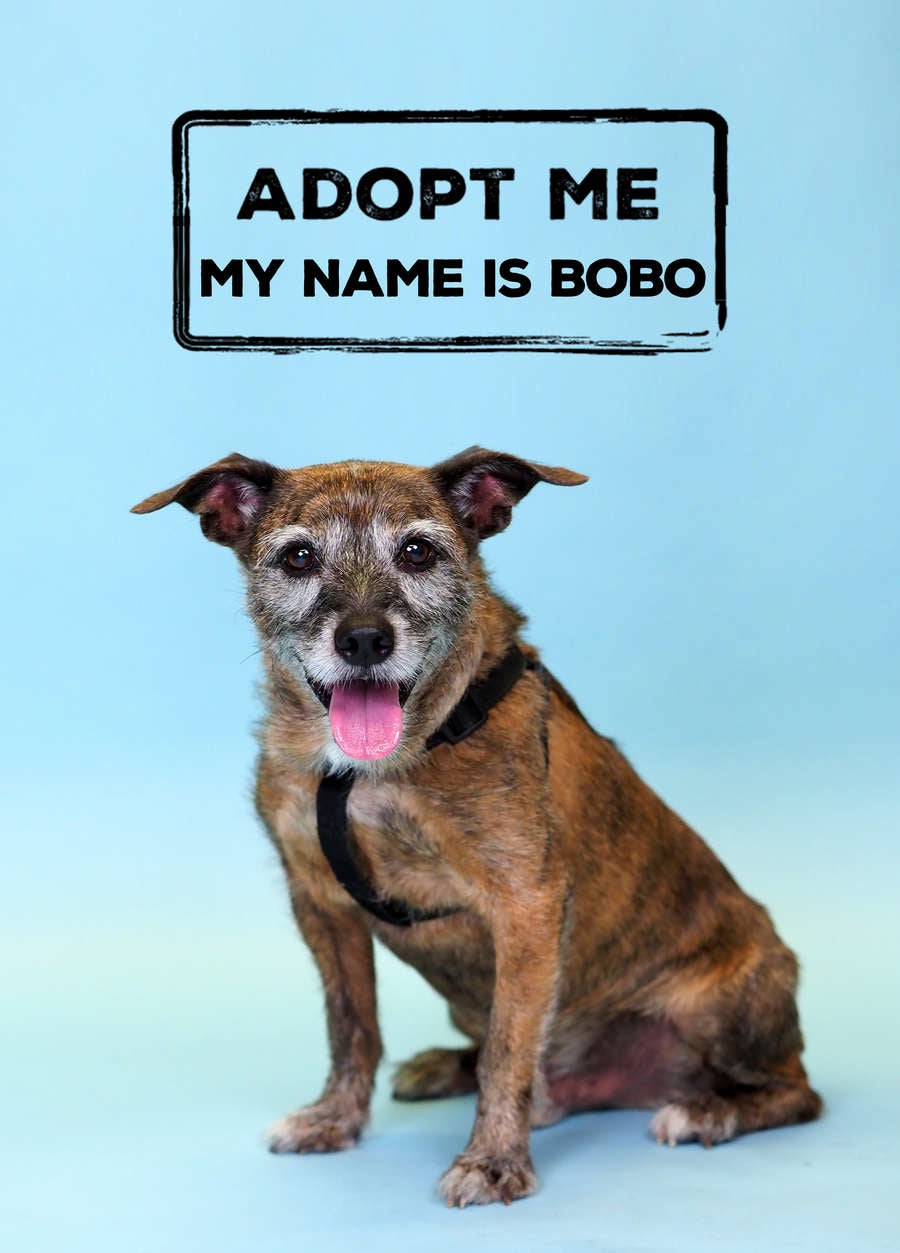 Finding Forever Homes Through Rescue Photography | OM SYSTEM