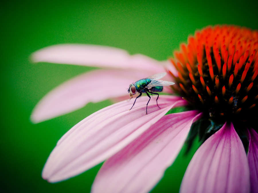 9 Tips for Macro Insect Photography | OM SYSTEM