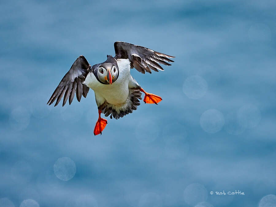 Photographing Puffins on Skomer Island | OM SYSTEM