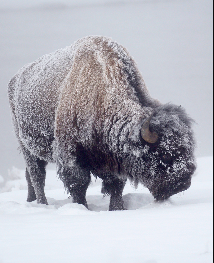 Winter Wildlife Photography from the Backyard and Beyond | OM SYSTEM