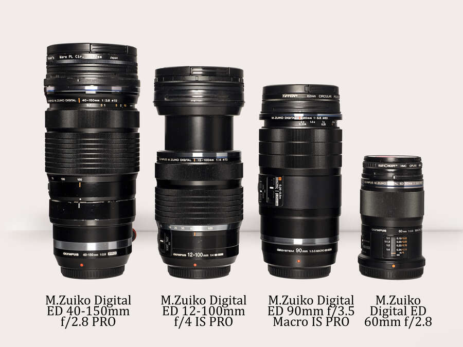 11 Tips for Photographing Butterflies | OM SYSTEM