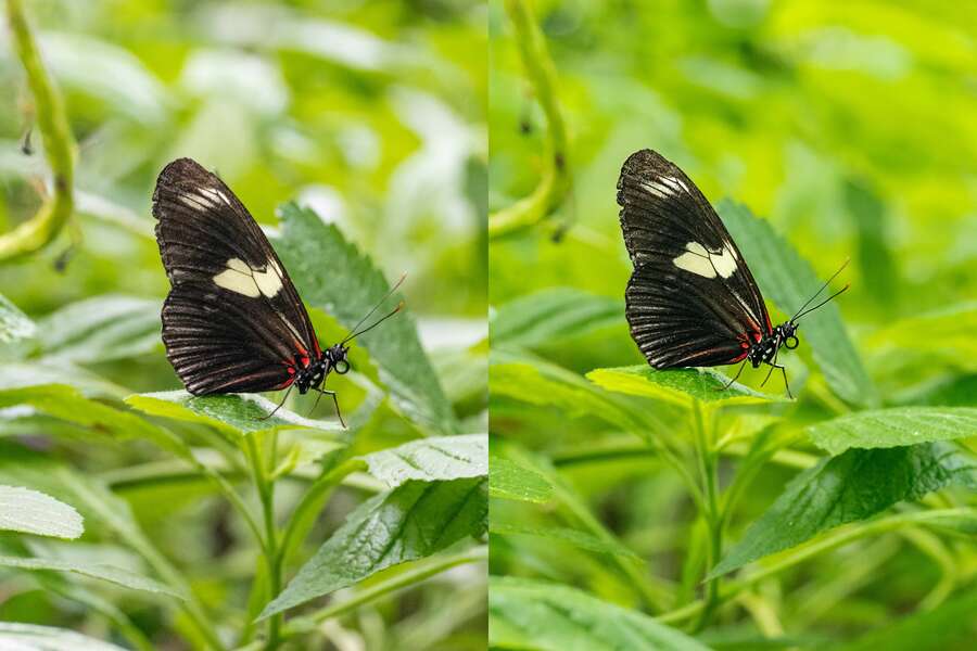 11 Tips for Photographing Butterflies | OM SYSTEM