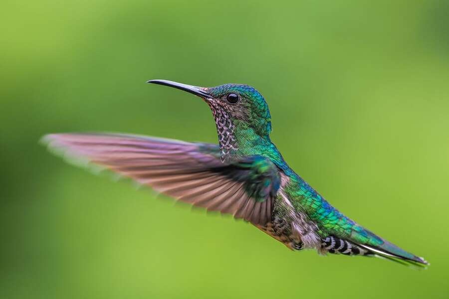 5 Tips for Photographing Hummingbirds | OM SYSTEM