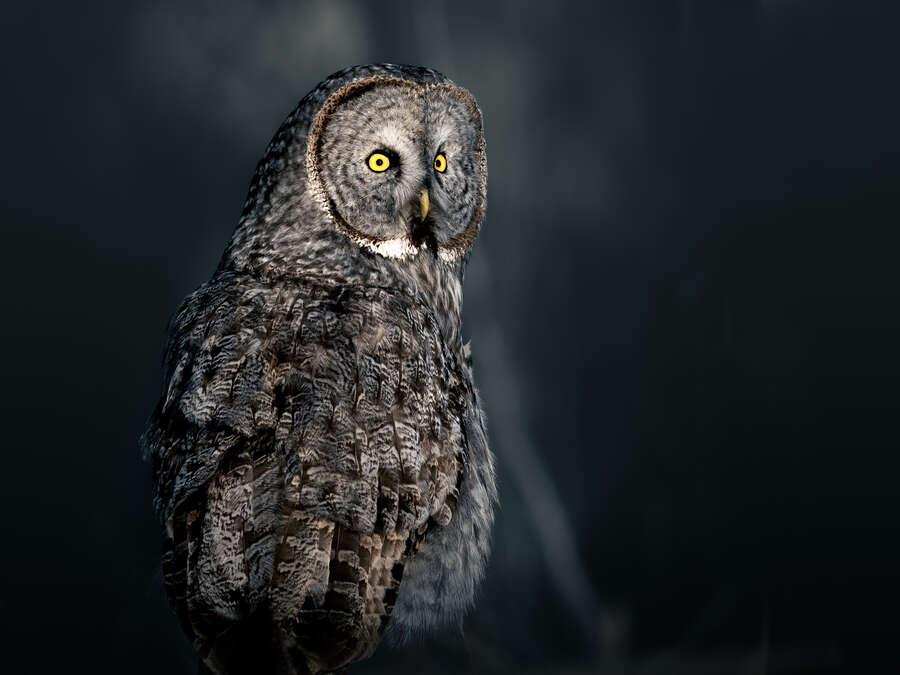 Optimizing Camera Settings for Wildlife Photography | OM SYSTEM