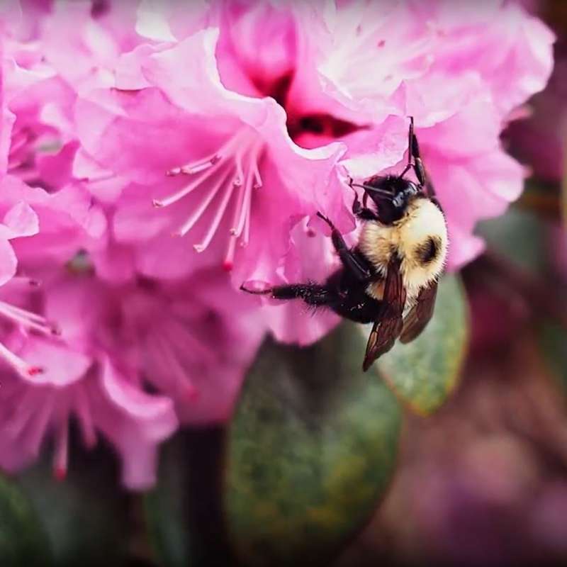 Focus Bracketing & Stacking | OM SYSTEM