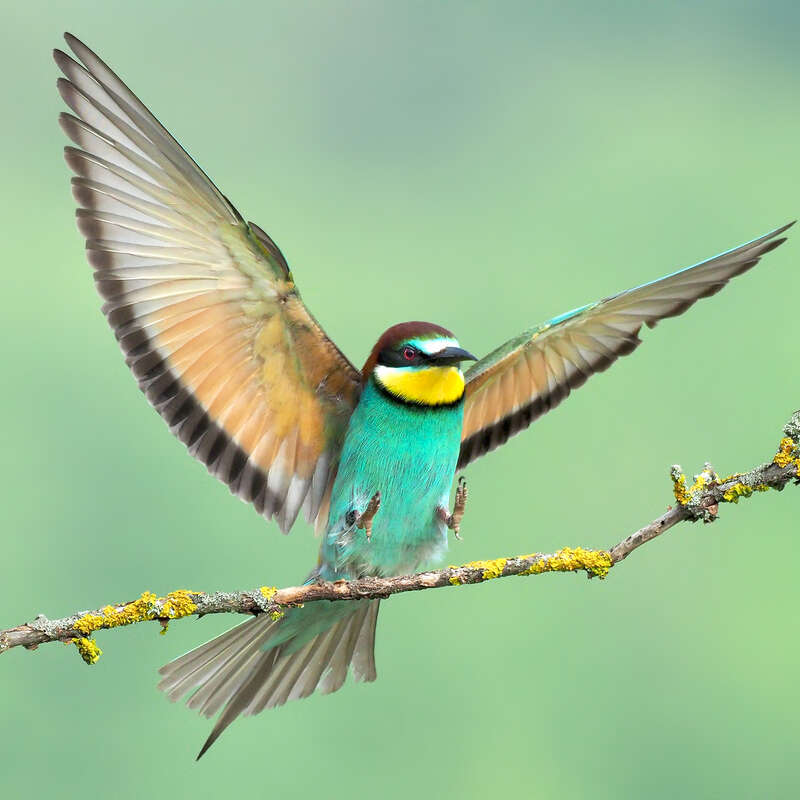 Pro Capture Mode | OM SYSTEM